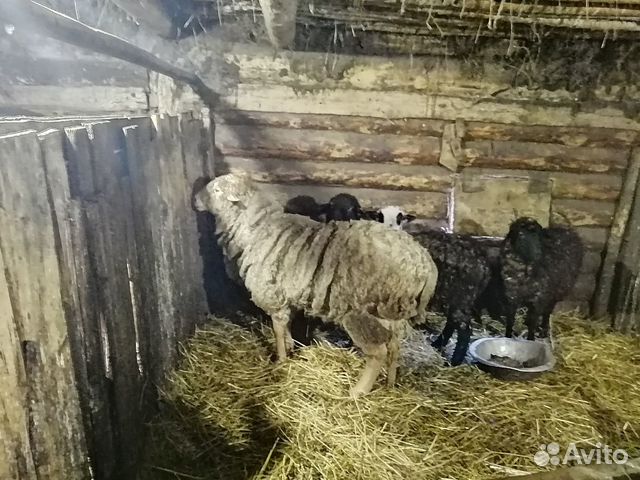 Овцы на племя