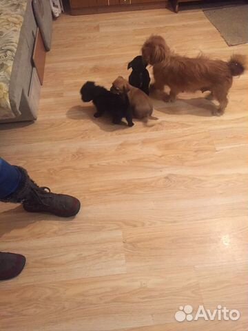 Щенки в хорошие руки