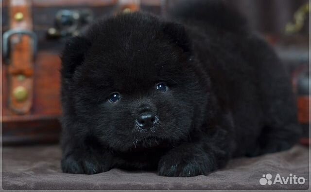 Мальчишки чаушки