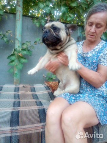 Французский бульдог