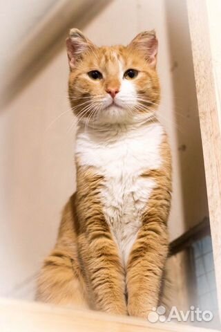 Молодой котик