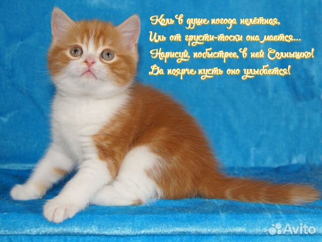 Солнечный котенок скоттиш страйт