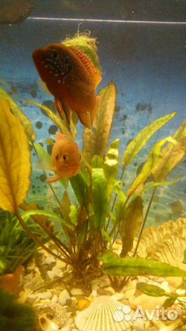 Хромисы (обмен)