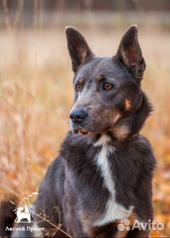 Красавец Арагорн ищет дом и семью