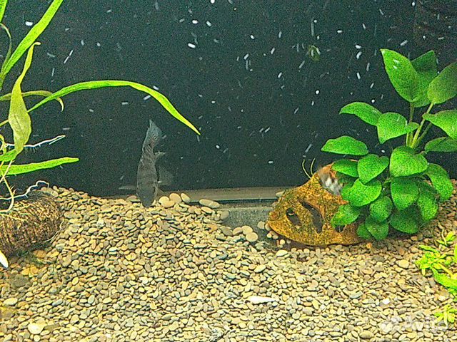 Чернополосая цихлазома цихлиды даром