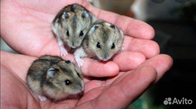 Джунгарский хомяк