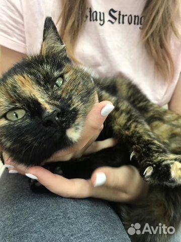 Бархатная нежная кошка Лапа - стерилизована