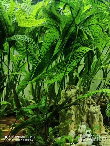 Криптокорина Вендта, Криптокорина Балансе