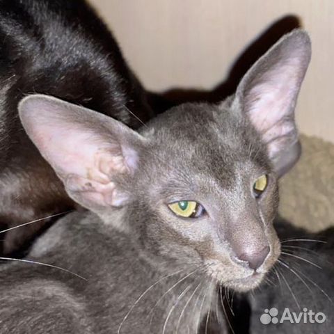 Питомник ORI