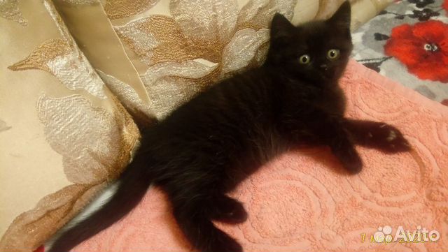 Кошка