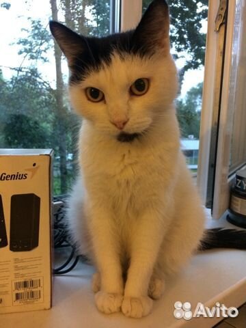 Белая кошка Манюня