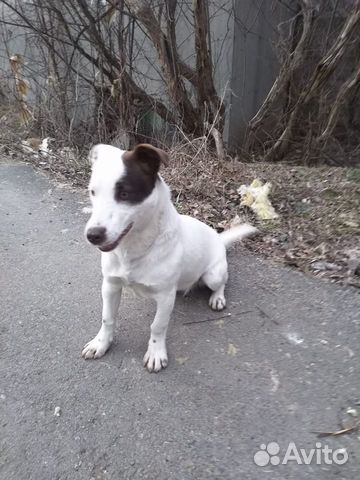 Ищет дом щенок мелкой собачки Хана