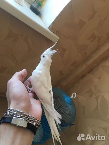 Попугай корелла альбинос