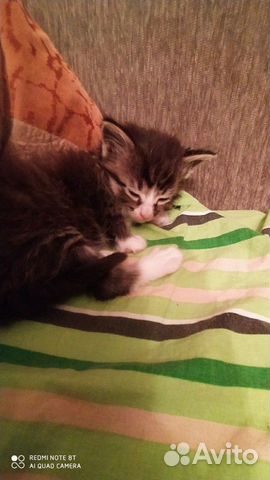 Порода меинкун котёнку почти месяц продаю в связи