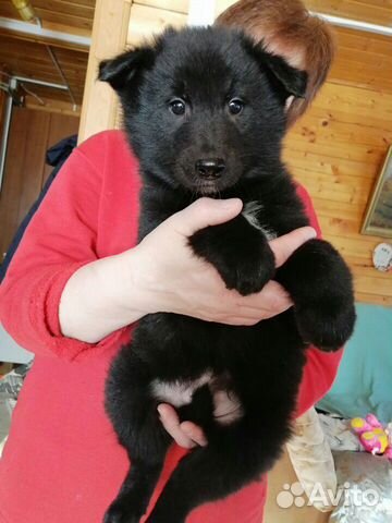 Собака