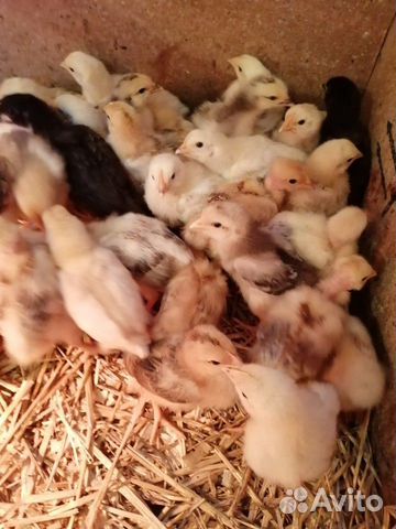 Цыплята 2 недели