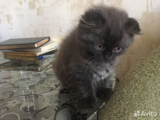 Вислоухий шотландец, котёнок, серенький, красивый