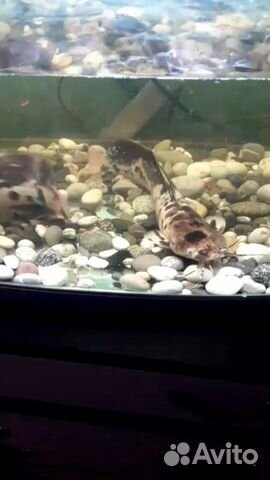 Сомы Кларисса