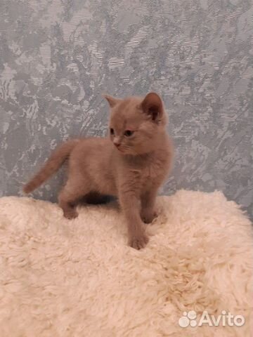 Британская лиловая девочка