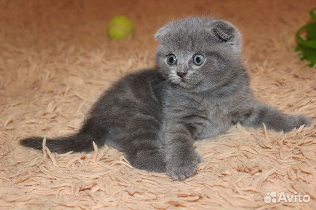 Чистокровный вислоухий голубой мальчик