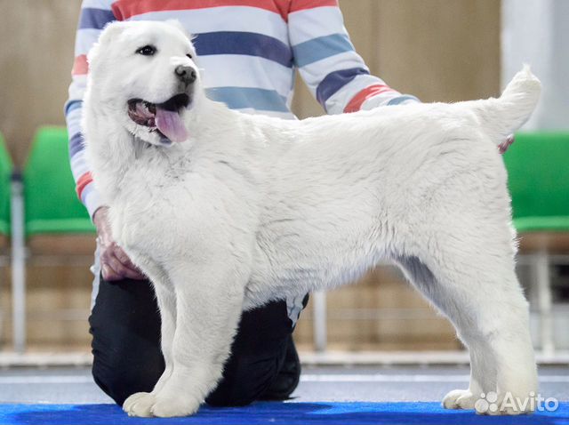 Алабай из питомника белая девушка