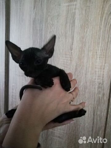 Котятки Донского Сфинкса