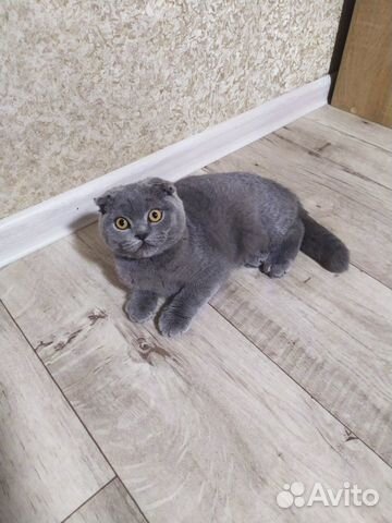 Шотландская