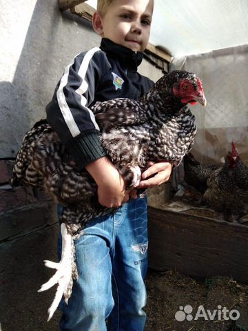 Продам семьи мехеленская кукушка и билефельдер 4+1