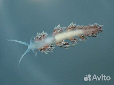 Бергии для морского аквариума