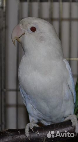 Самка Попугая Неразлучника