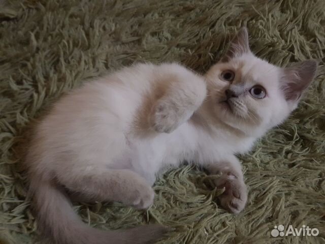 Котенок мальчик