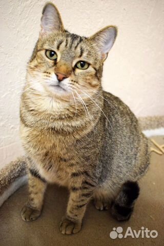 Кошечка Маша 1,5 года в добрые руки