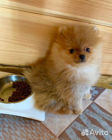 Шпиц мишка малышка