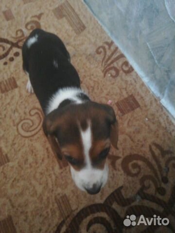 Эстонская гончая