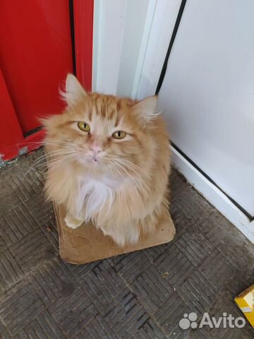 Вот такая кошка