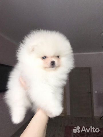 Курносый мишка