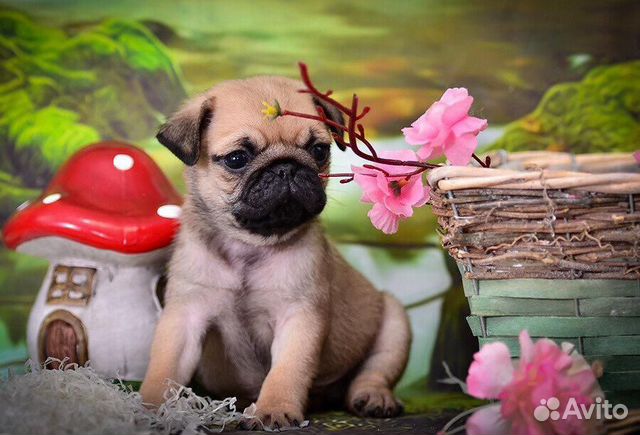 Мопс малыши