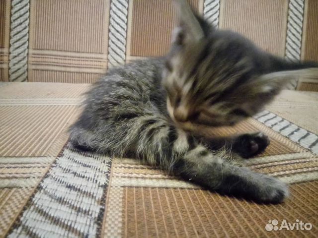 Курильский бобтэйл