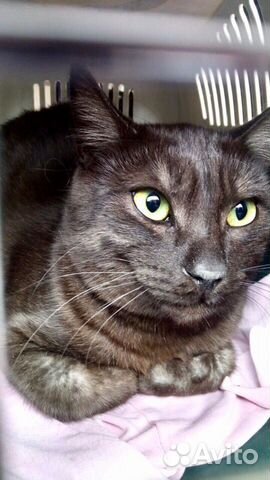 Выброшенный молодой котик без когтей ищет дом