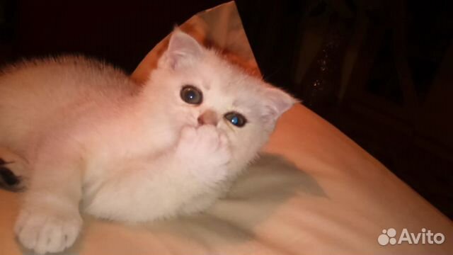 Шиншилла девочка