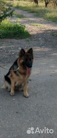 Продам щенков немецких овчарок