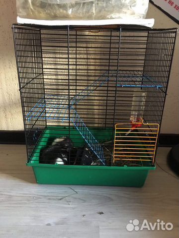 Продам двух крыс вместе с клеткой