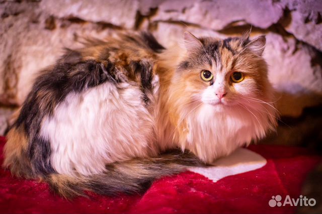 Красавица Марго