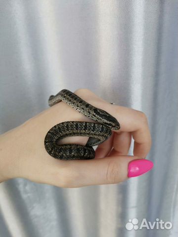 Полоз узорчатый