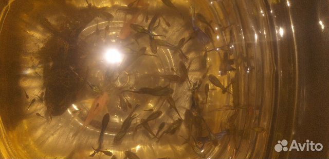 Рыбки Гуппи