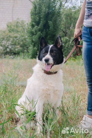 Шикарный крупный молодой кобель в добрые руки