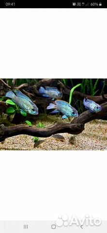 Наннакара блю неон