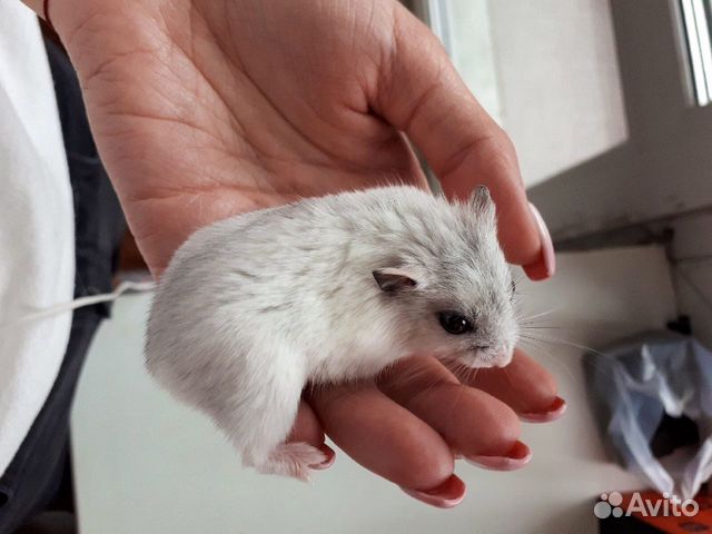 Отдадим джунгарских хомяков