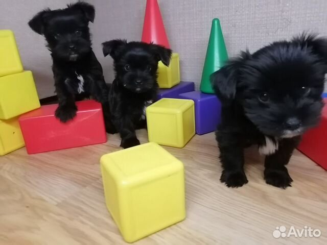 Собака