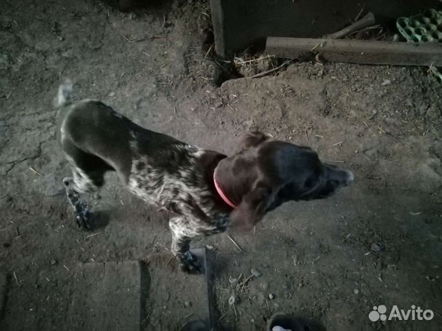 Продам охотничью сабаку, порода Круцхаар в харошие